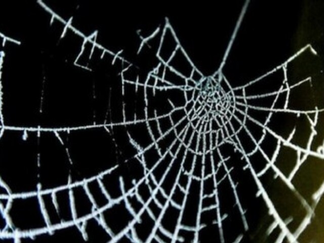 How Do Spiders Make Their Webs So Intricately? Here's the Secret Behind ...