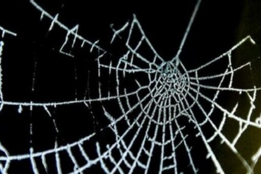 How Do Spiders Make Their Webs So Intricately? Here's the Secret Behind ...