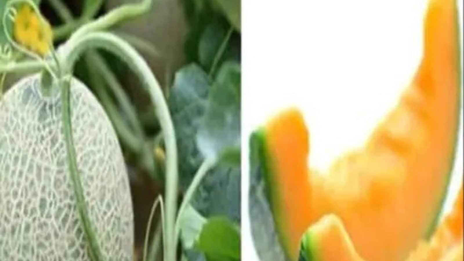 This Japanese Super Expensive Fruit Costs as Much as Jewelry or a Piece ...