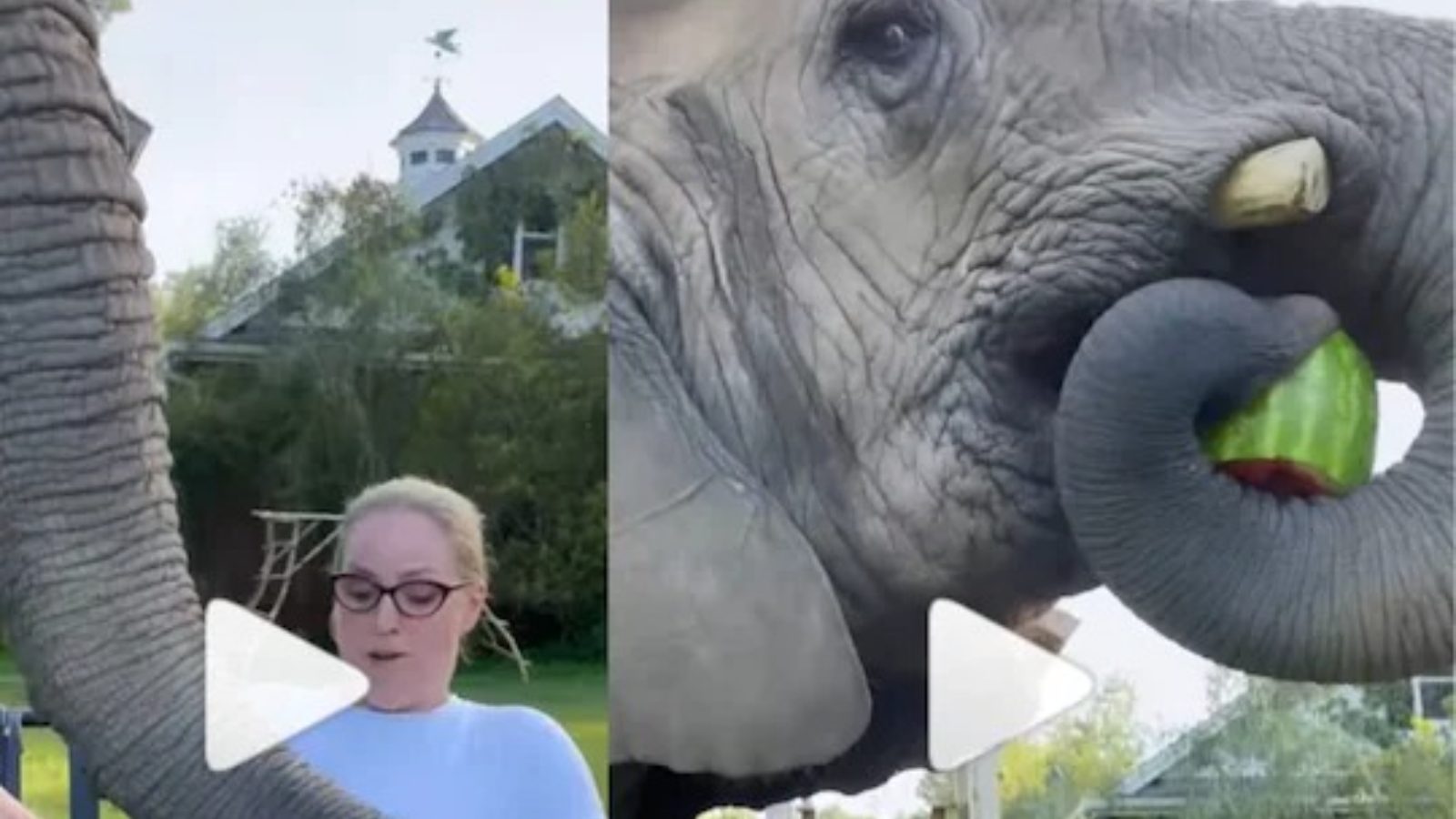 Video: This Elephant Stealing Watermelon From Woman is Your Daily Dose ...