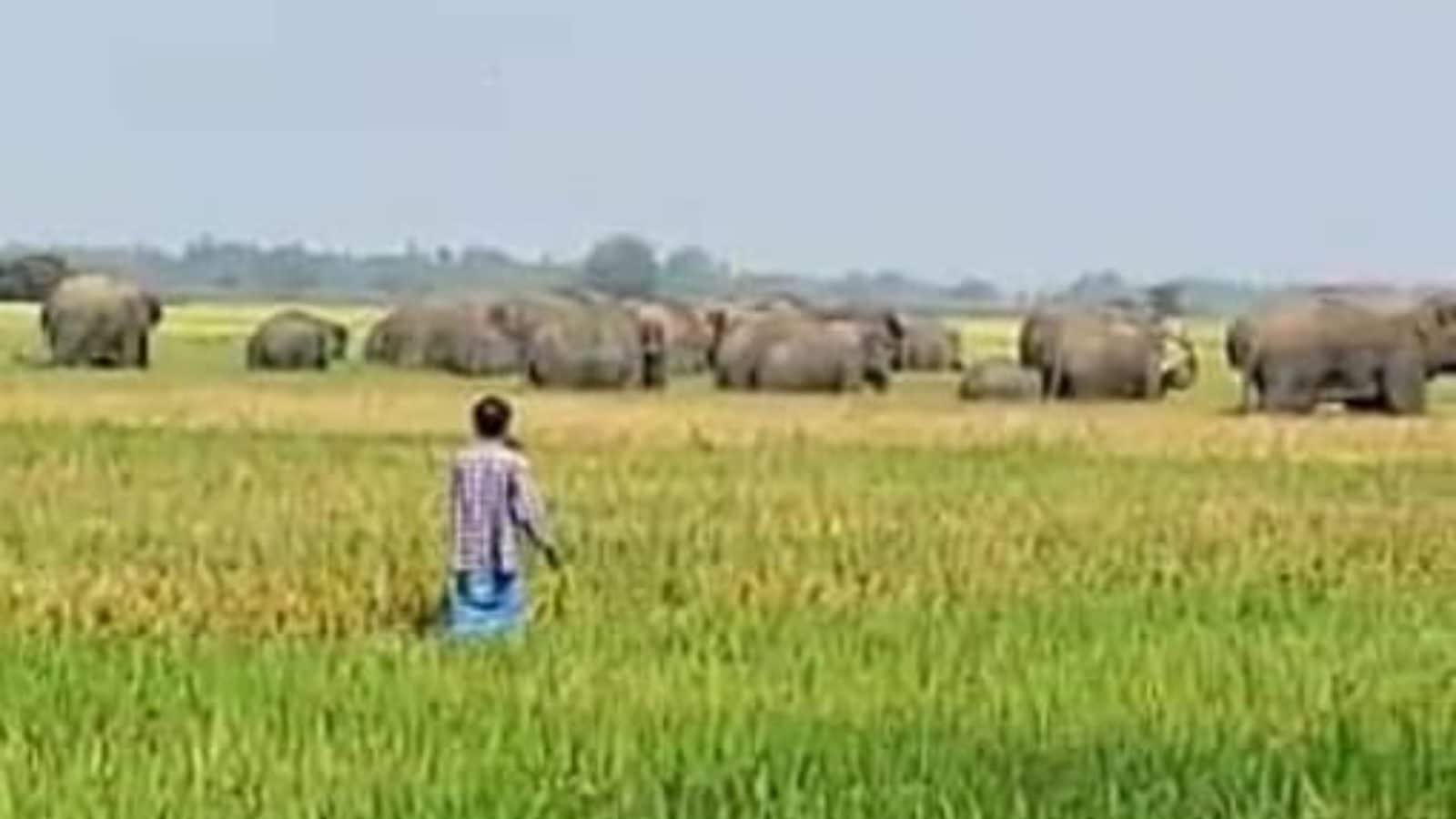 Elephants Attack North Bengal Village, Damage Crops, Property | India ...