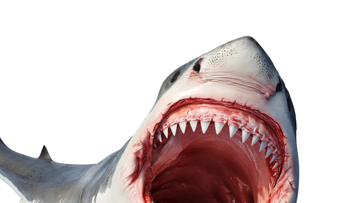 UK's ‘Biologically Dead’ River Thames is Now Home to Sharks, You've ...