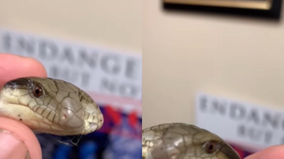 WATCH: Rare Blue Tongue Lizard Spotted With Two Heads at Australian Zoo ...