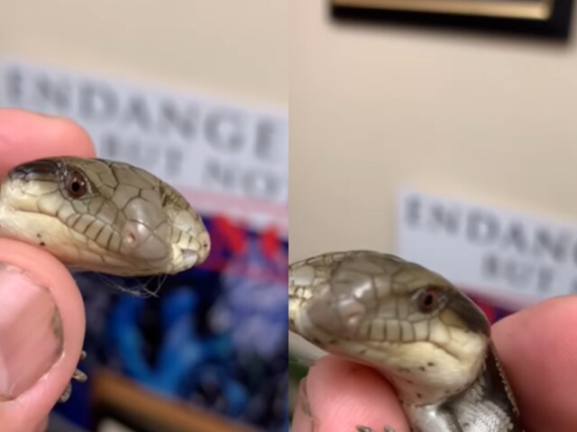 WATCH: Rare Blue Tongue Lizard Spotted With Two Heads at Australian Zoo ...