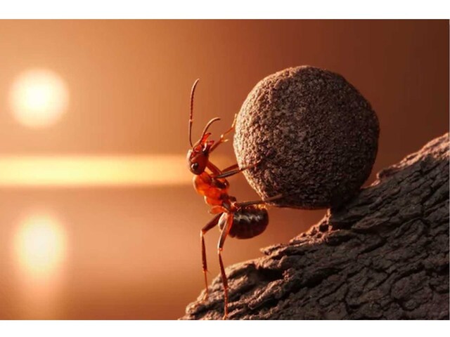 Why is Ant’s Blood Not Red Like We Humans Have? The Answer Lies in This ...