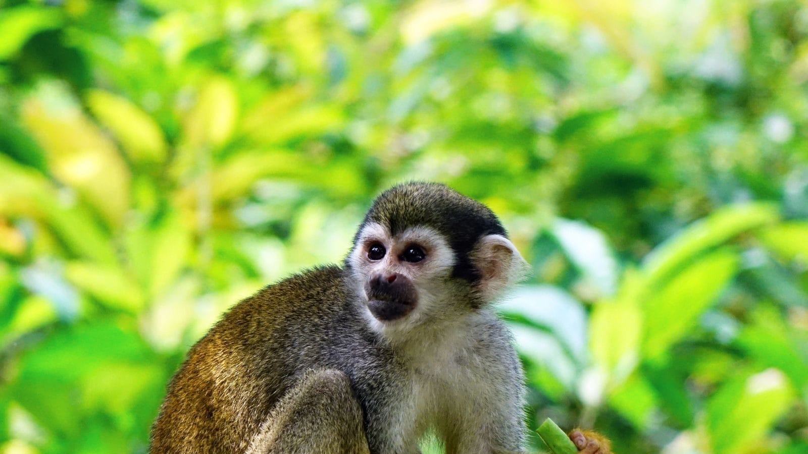 Macaque Monkey Becomes Unlikely Tourist Attraction in Puerto Rico ...