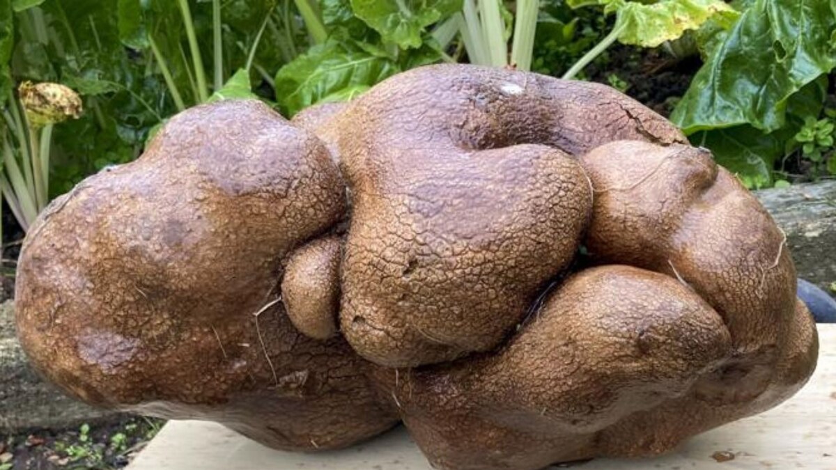 'Ugly' Potato From New Zealand That Weighs 7.9 kg Might be the World's ...