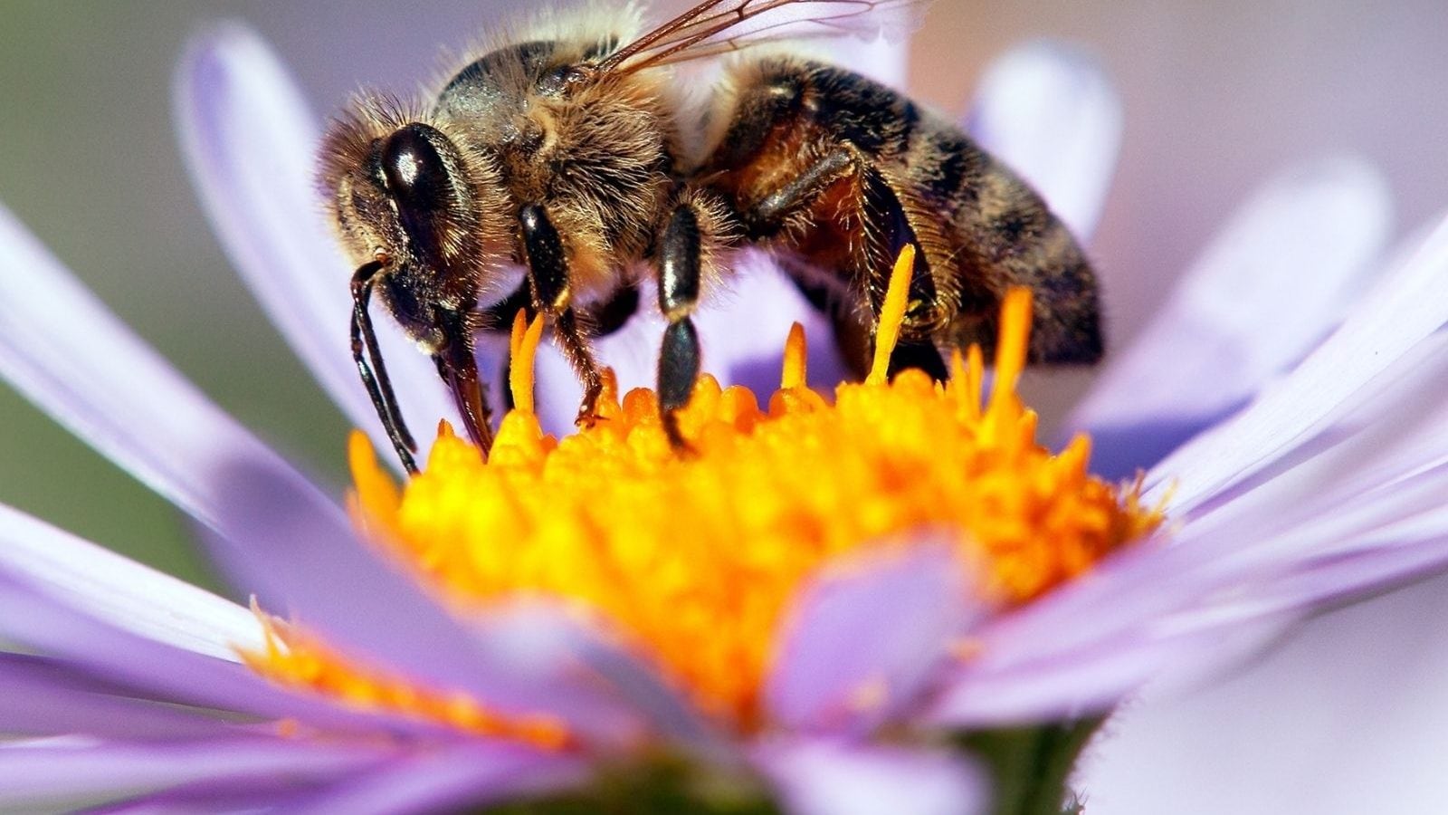 ‘Vulture Bees’: Scientists Discover Bees That Can Eat and Digest Rotten ...