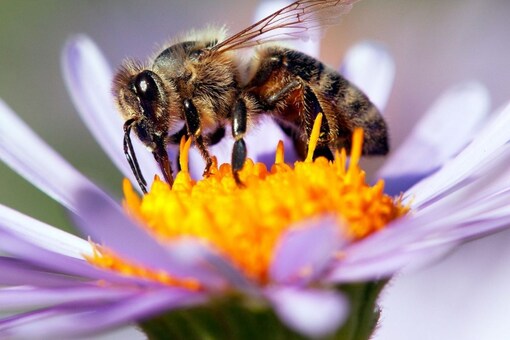 ‘Vulture Bees’: Scientists Discover Bees That Can Eat and Digest Rotten ...