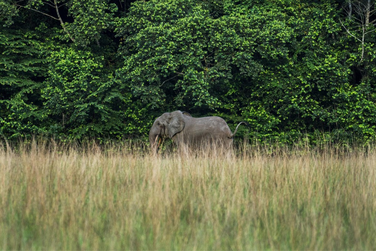 In Photos: Gabon Remains Last Stronghold of Endangered African Forest ...
