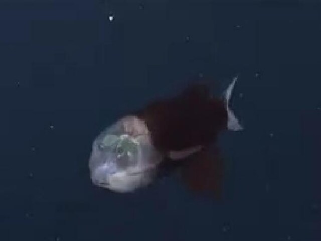 Rare Sea Fish With Bulbous Head Spotted in Monterey Bay off California ...