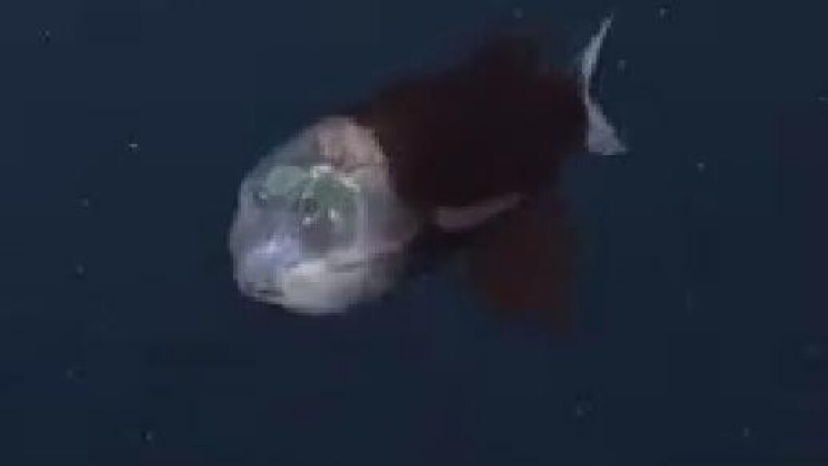 Rare Sea Fish With Bulbous Head Spotted in Monterey Bay off California ...