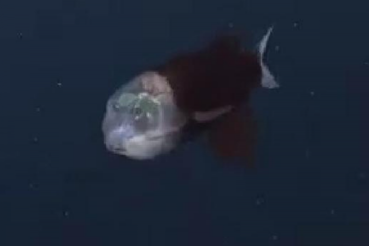 Pacific Barreleye Fish