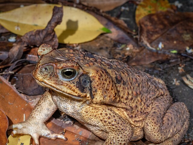 Taiwan's Ecosystem Faces Threat from This Toxic Species of Toads - News18