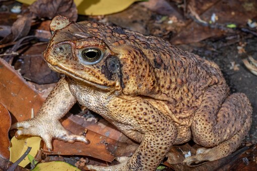 Taiwan's Ecosystem Faces Threat from This Toxic Species of Toads - News18