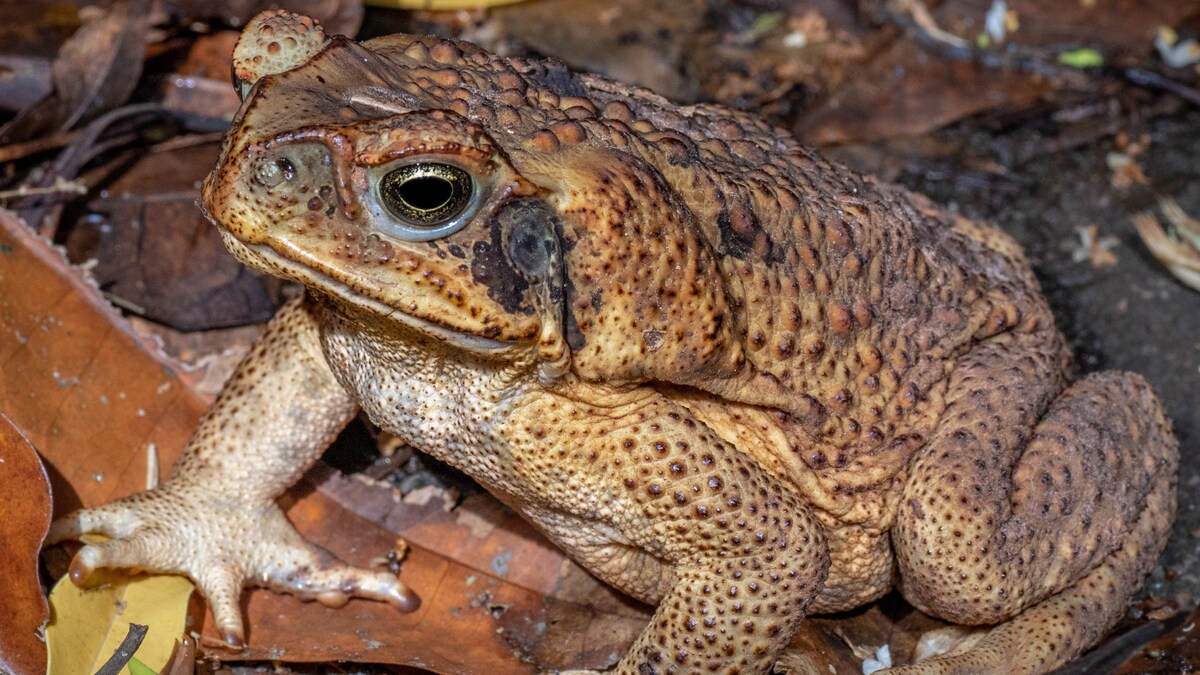 Taiwan's Ecosystem Faces Threat from This Toxic Species of Toads - News18