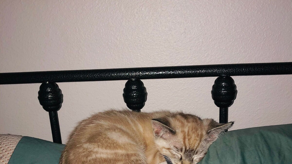 Meet Zeus, the Cat, and His 8 Older Versions in This Viral Photo Album ...