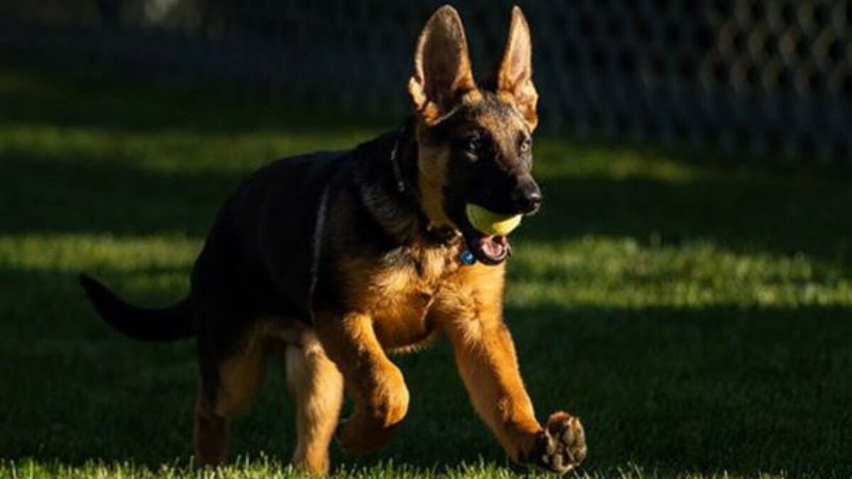 US President Introduces Newest Biden 'Commander' as First Pup Takes ...