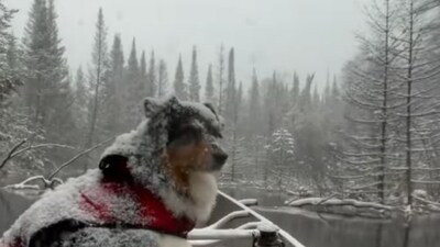 WATCH: Doggo Riding Boat With His Human on Snowy Day Brings Christmas ...