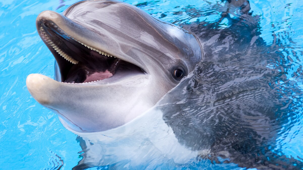 Underwater Headstand by Risso's Dolphin Baffles Wildlife Experts - News18