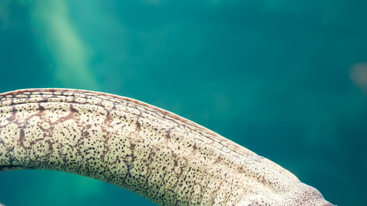 How Did Earth's 70-million-year Old Eel Population Decline in Just 40 ...