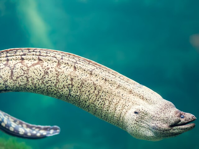 How Did Earth's 70-million-year Old Eel Population Decline in Just 40 ...