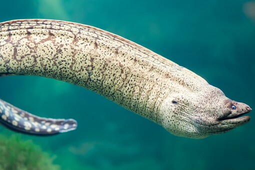 How Did Earth's 70-million-year Old Eel Population Decline in Just 40 ...