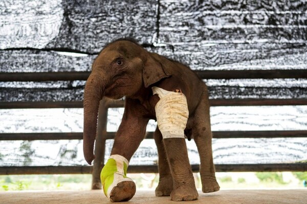 Elephant News: Latest Elephant News and Updates at News18