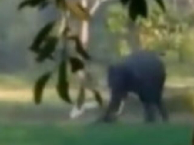 WATCH: Wild Elephant Chases, Pounces on 30-year-old Man in Assam - News18