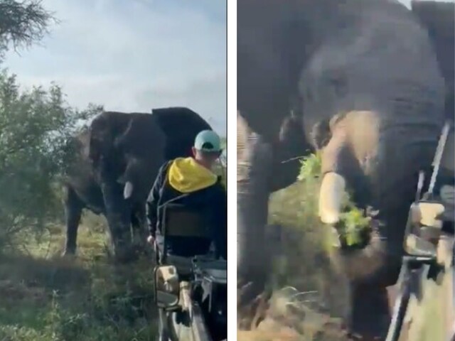 WATCH: Angry Elephant Attacks Safari Jeep in South Africa, Terrifying ...