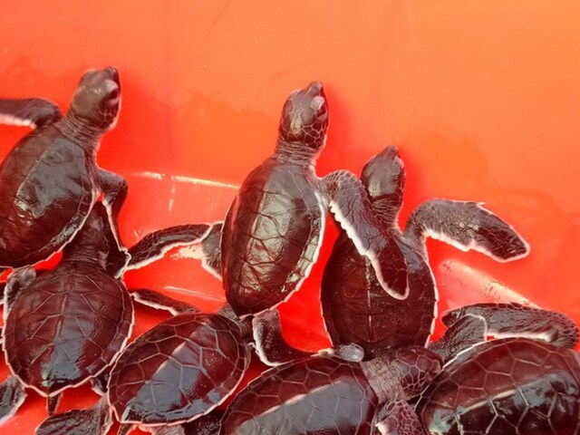 Pakistani Wildlife Team Cradles Green Female Turtles Babies From Beach ...