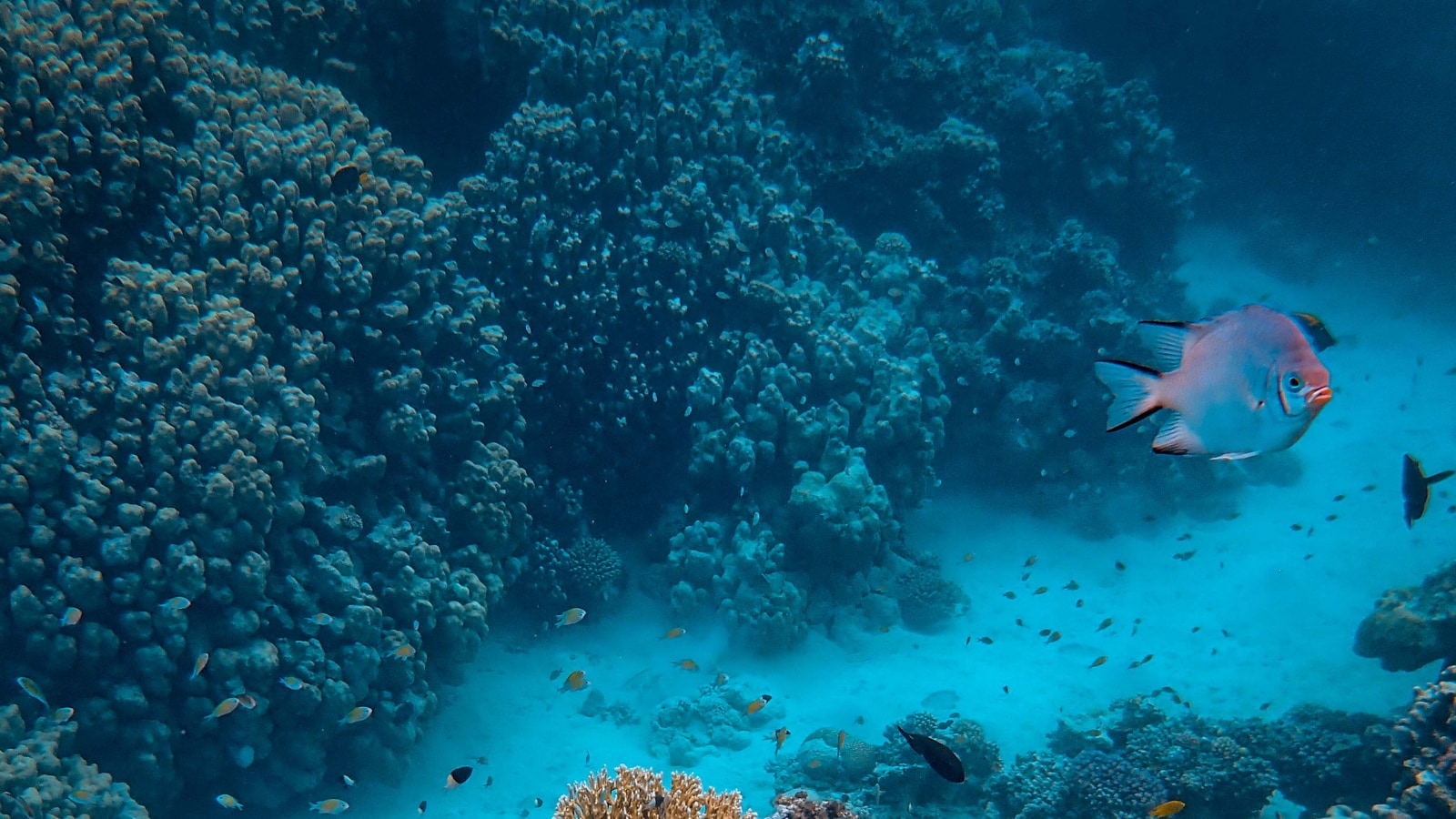 Fish Are Singing in This Indonesian Coral Reef, Here's Why | Buzz News ...