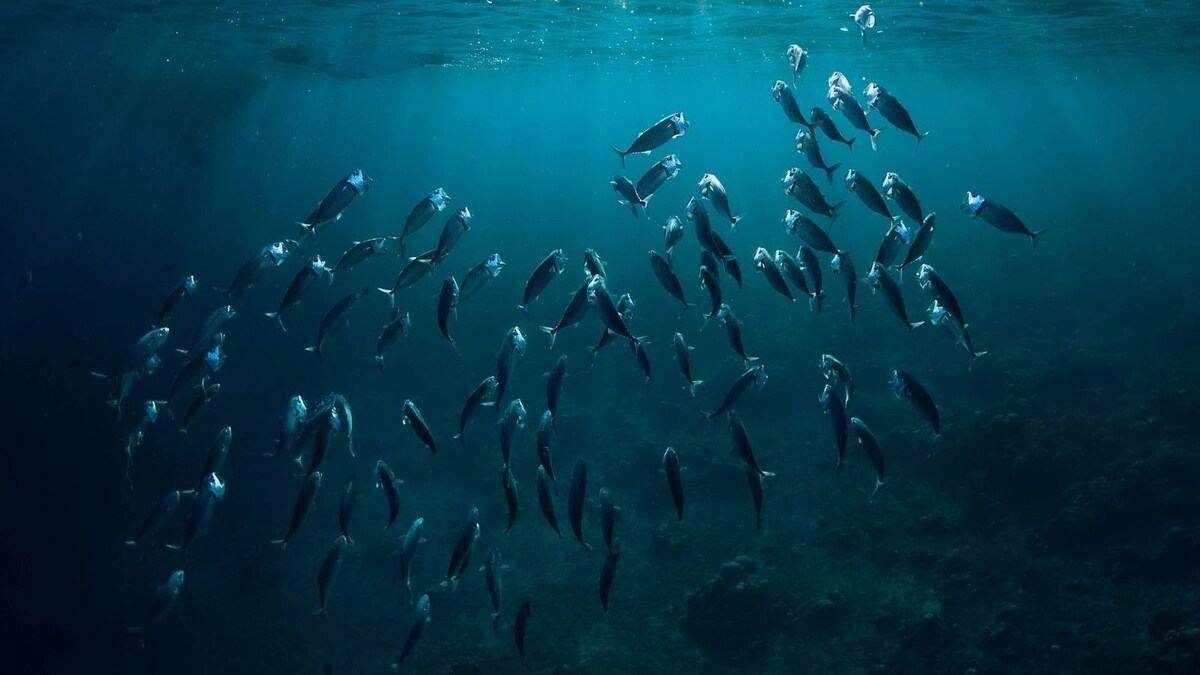 India’s First Manned Mission into Deep Sea to be Launched in 2024 - News18