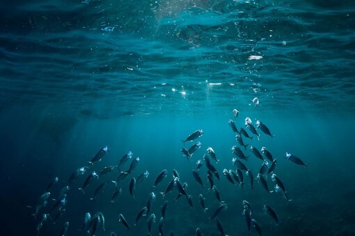 India’s First Manned Mission into Deep Sea to be Launched in 2024 - News18