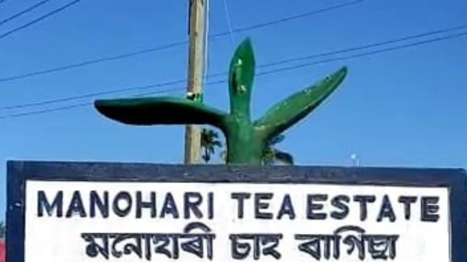 Rare Assamese 'Monohari Gold' Tea Sells for Rs 1 Lakh per Kilo at ...
