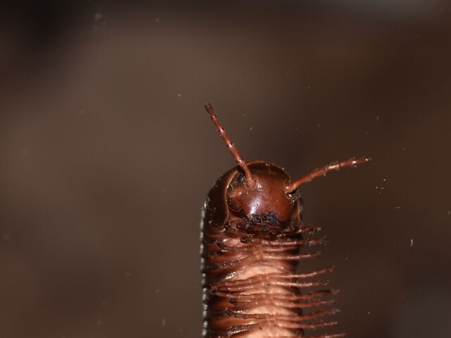 Car-sized Millipedes Existed 100 Million Years Before Dinosaurs, Fluke ...