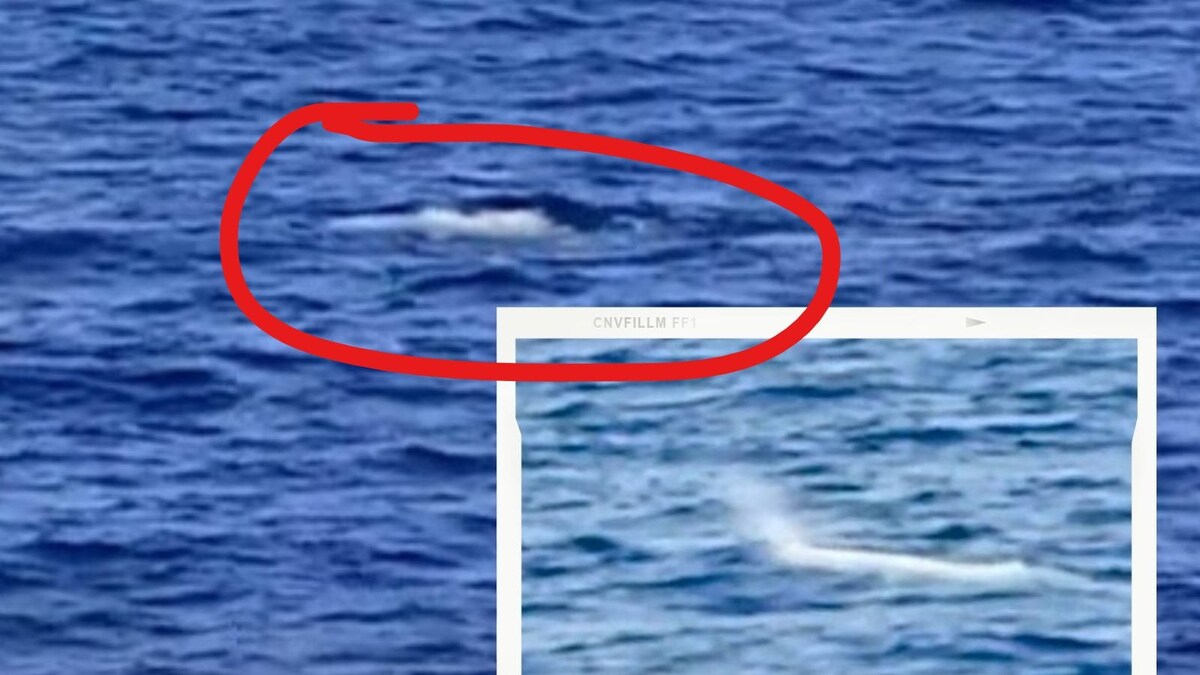 Moby Dick, is That You? 'Mythical' Rare White Sperm Whale Filmed in ...