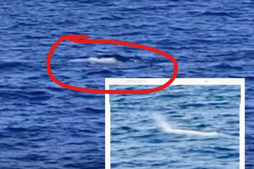Moby Dick, is That You? 'Mythical' Rare White Sperm Whale Filmed in ...