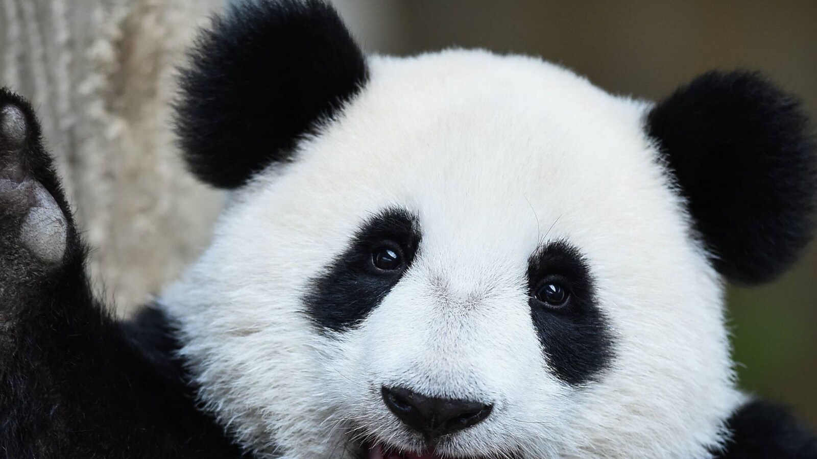 WATCH: Giant Panda's 'Prison Break' at Beijing Zoo Will Put Michael ...