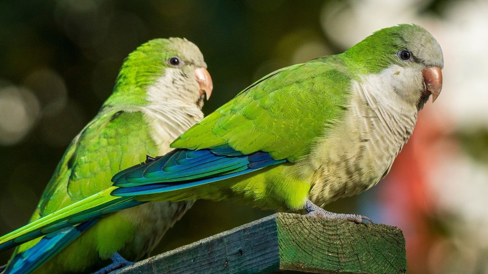 US Animal Shelter Gets Unexpected 'Christmas Gift' of 800 Parakeets ...