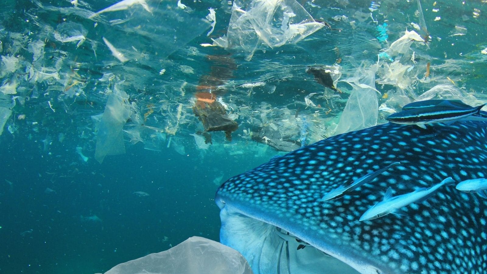 Watch: NASA Shares Shocking Graphic That Show Microplastics Moving in ...