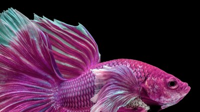 Rare Pink Fish That ‘Walks’ on Hands Found in Australia After 22 Years ...