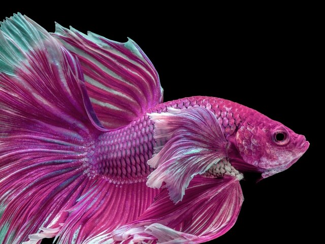 Rare Pink Fish That ‘Walks’ on Hands Found in Australia After 22 Years ...