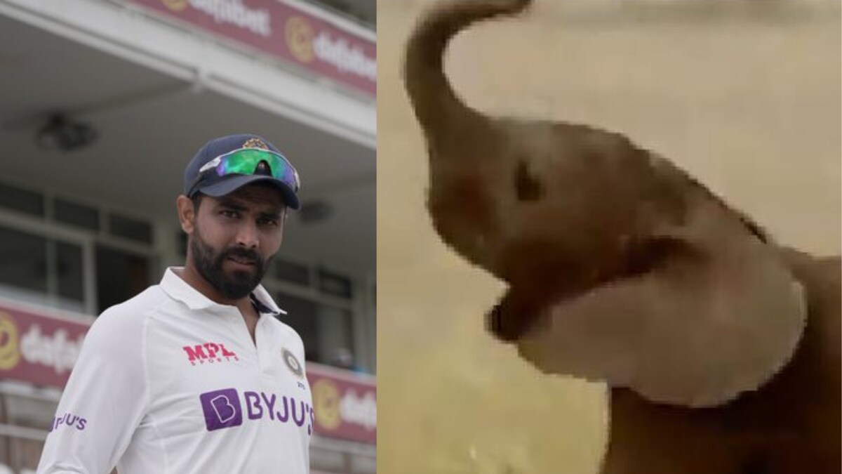 Ravindra Jadeja and This Baby Elephant Have One Thing in Common and it ...