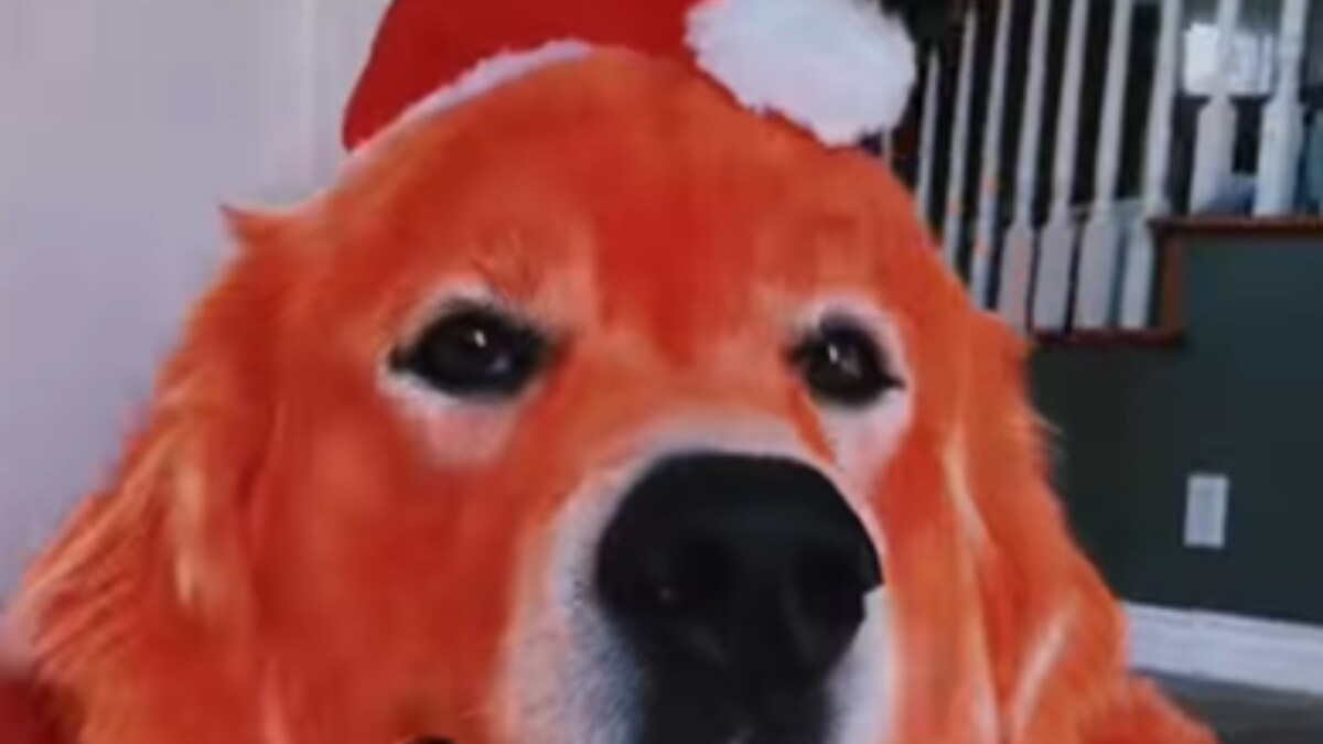Pet Owner Dyes Her Dog Bright Red, Releases Videos to Explain Why - News18