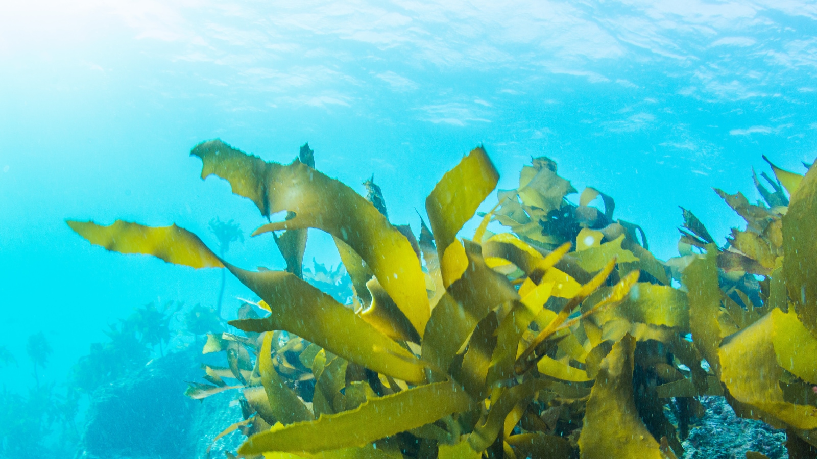 Seaweed May Stop the Spread of Covid-19 Infecting Human Cells, Study