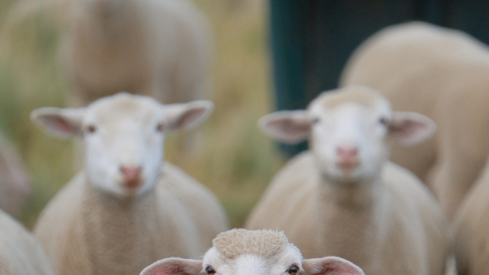 Therapy Sheep Rams Retired Nurse to Death at a Massachusetts Farm ...