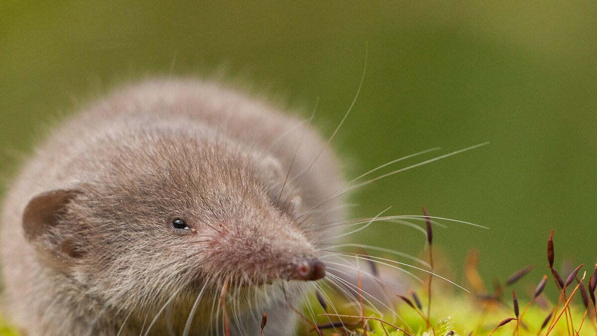 Fourteen New Shrew Species Discovered by Scientists in Indonesia's ...