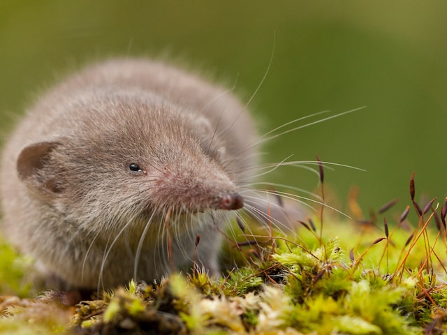 Fourteen New Shrew Species Discovered by Scientists in Indonesia's ...