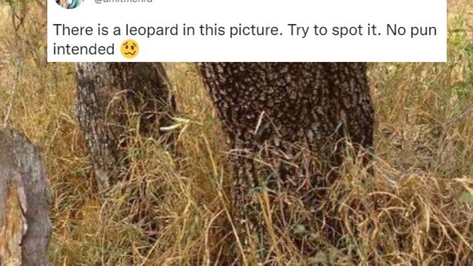 Can You Spot a Leopard in This Viral Pic Which Has Netizens Questioning ...